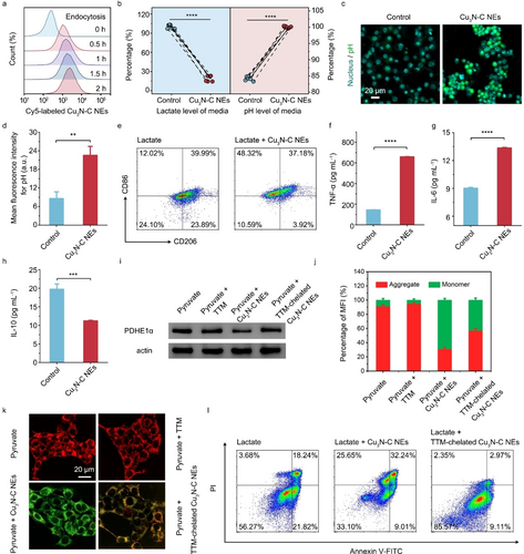 【Angew. Chem.】碳掺杂铜氮化物纳米酶乳酸氧化酶 (LOX) 活性，下调肿瘤细胞中的乳酸水平，重新编程乳酸稳态 | Fluolab
