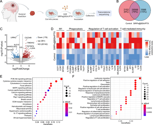 【JACS】100%生存率！揭秘一种新型纳米药物如何逆转胶质母细胞瘤免疫抑制 | Fluolab
