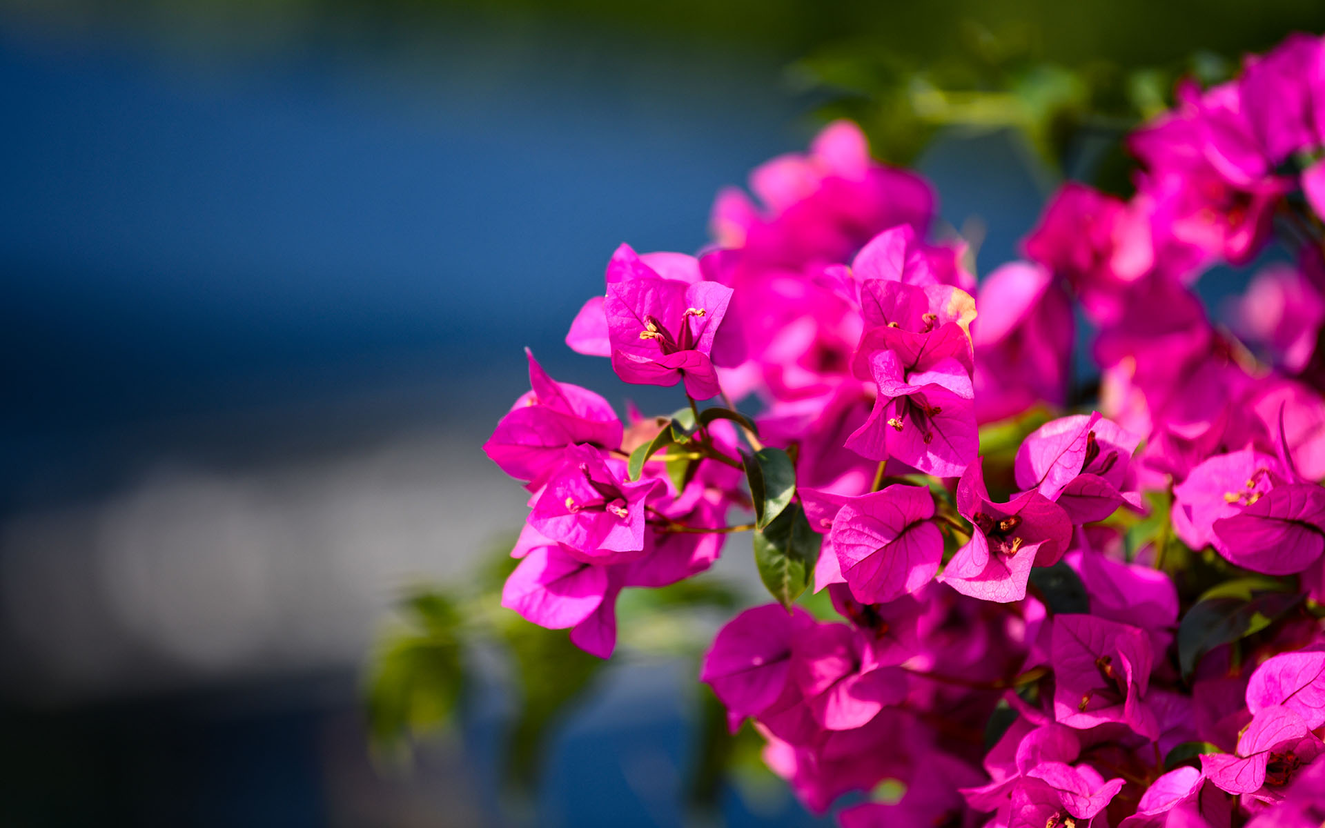 2021.06: Flowers, Deyang, Sichuan, China – JESEN | Official Site