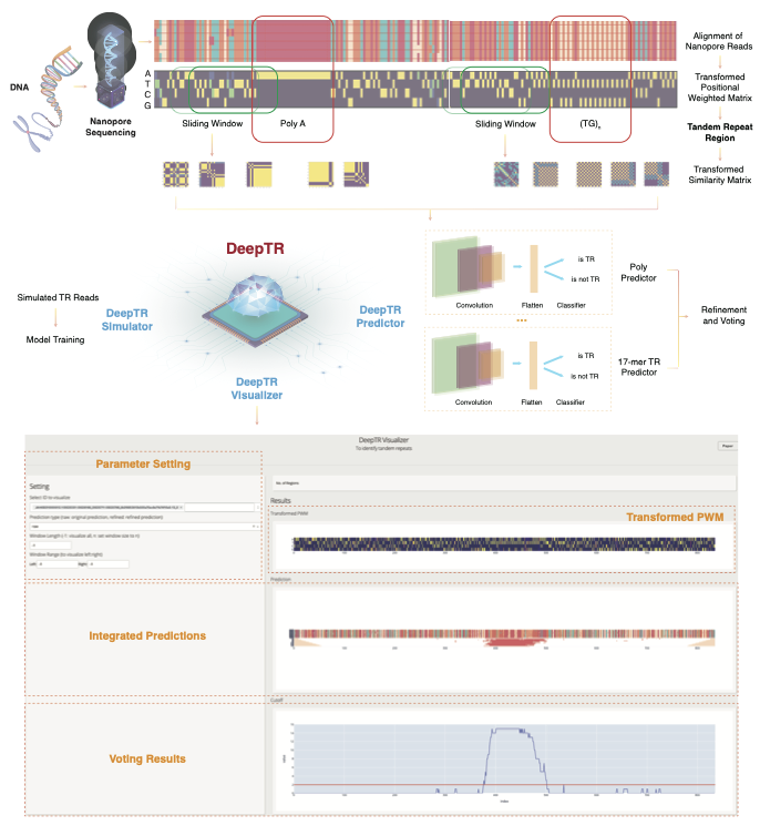 GitHub - JoshuaChou2018/DeepTR: Deep Learning Enhanced Tandem Repeat Variation Identification ...